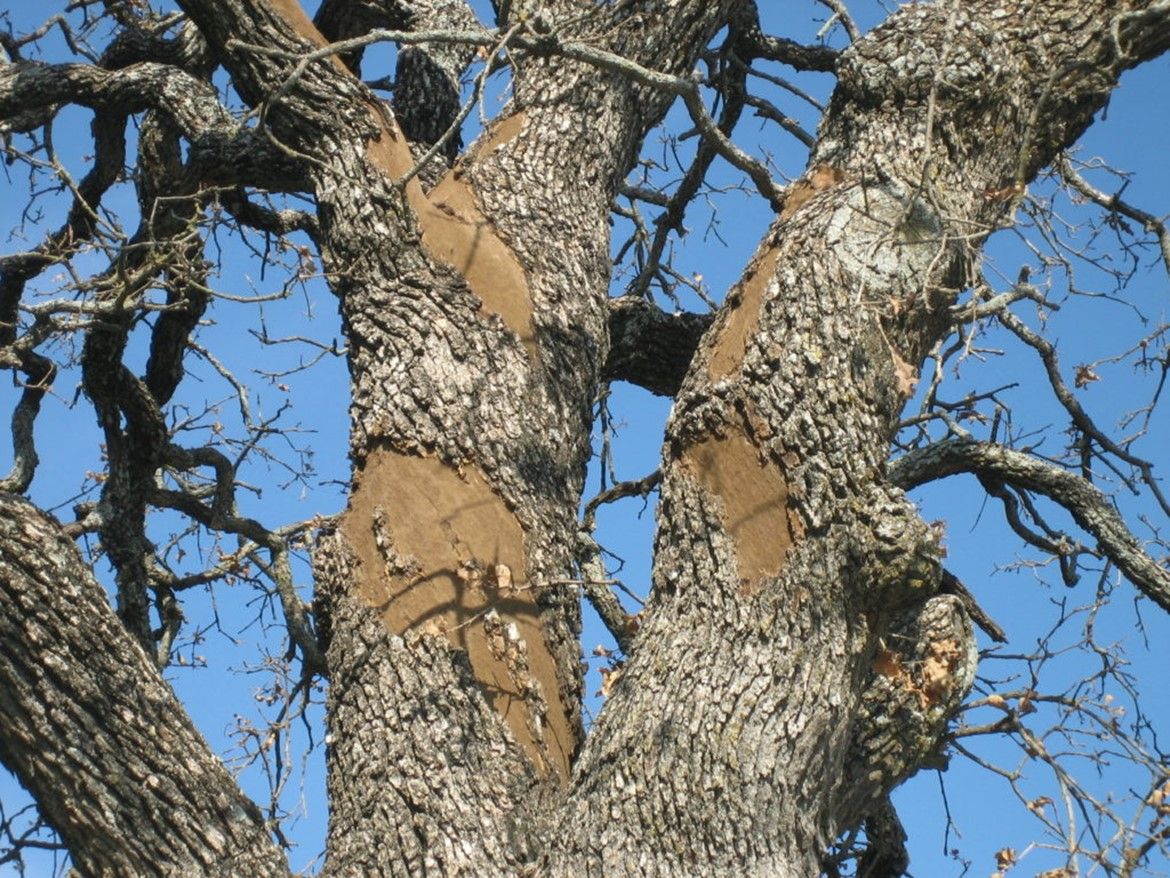 Hypoxylon Canker: Our Expert Guide | Raven Tree Service